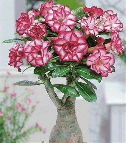 Семена адениума абесум (adenium obesim)