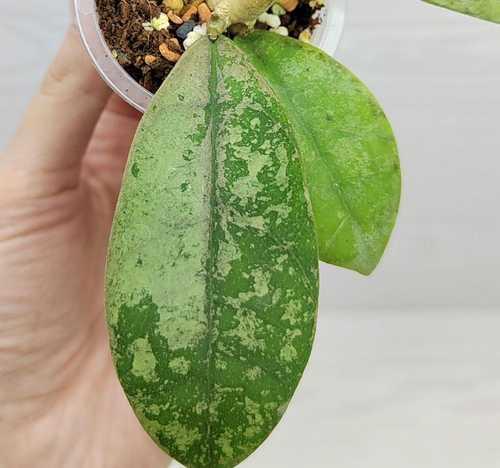 Hoya Slm 04 silver sp Kalimantan