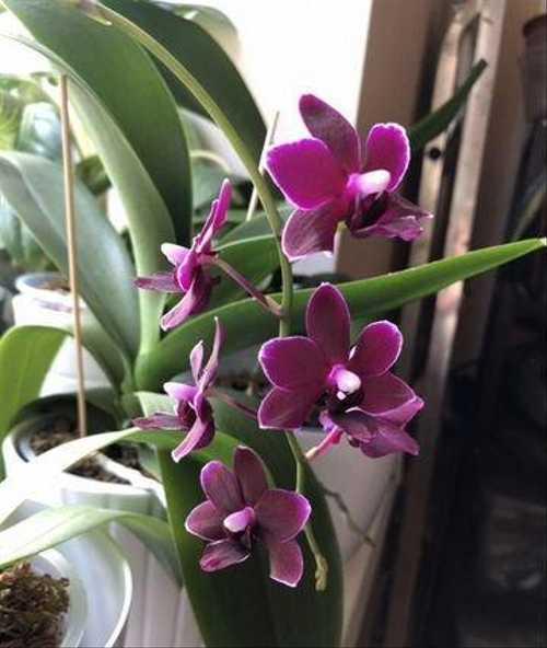 Орхидея фаленопсис Black Pearl