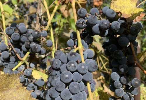 Винный виноград Изабелла