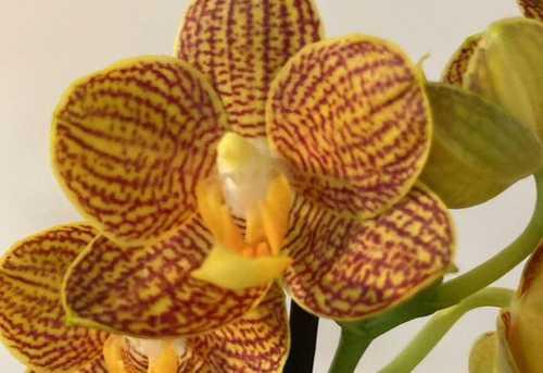 Орхидея Little Zorro цветущая