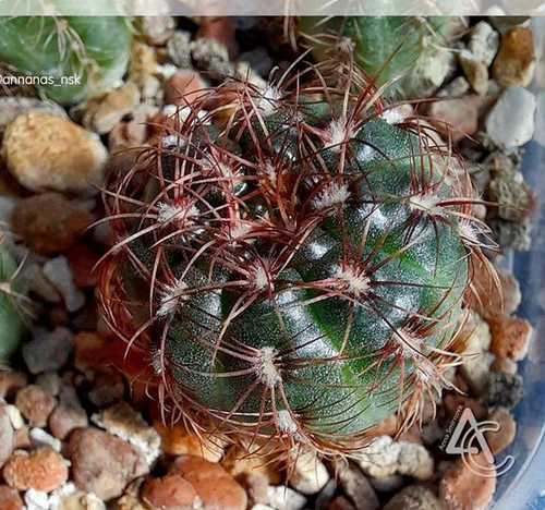 Кактус Gymnocalycium mesopotamicus