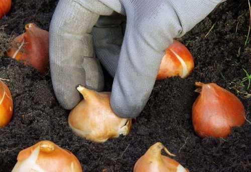Луковицы тюльпанов оптом 12+ и 14+ для выгонки