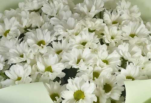 Букет хризантем,цветы с доставкой,красивые,свежие