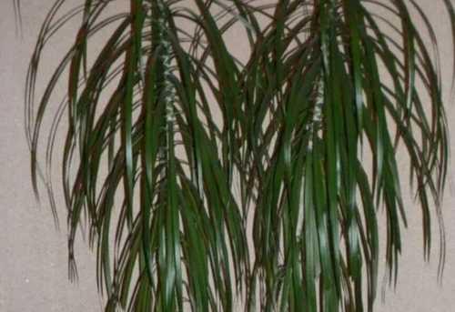 Комнатные цветы драцена каланхоэ бамбук