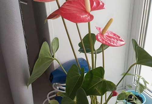 Комнатные цветы антуриум