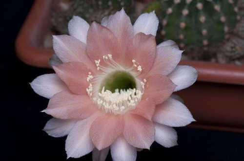 Кактус Эхинопсис с Розовым цветком