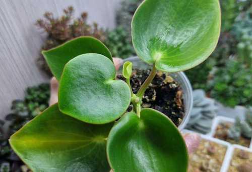 Peperomia Raindrop, Пеперомия Рейндроп