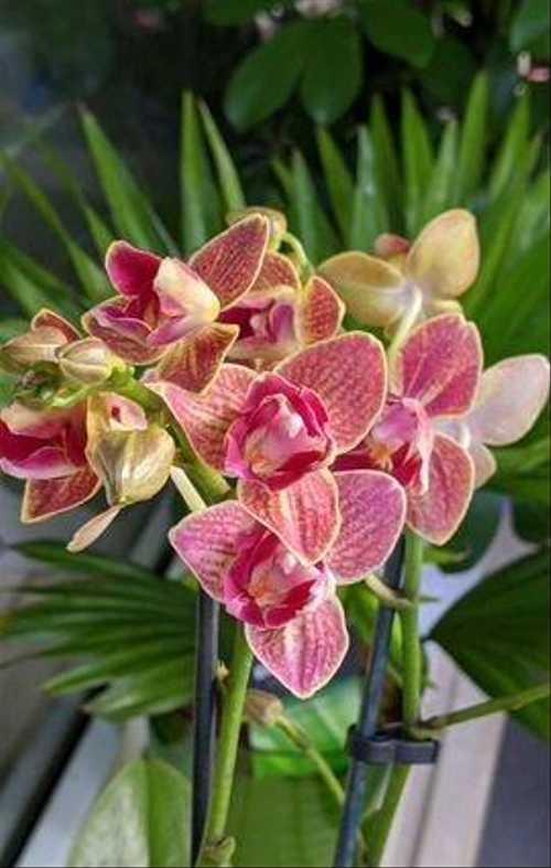 Орхидея Phal. Sogo Yellowtris