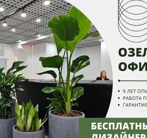 Искусственное озеленение офисов бизнес центров