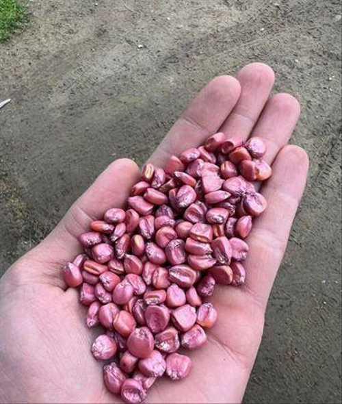 Семена кукурузы гибрид Краснодарский 291 фао 290