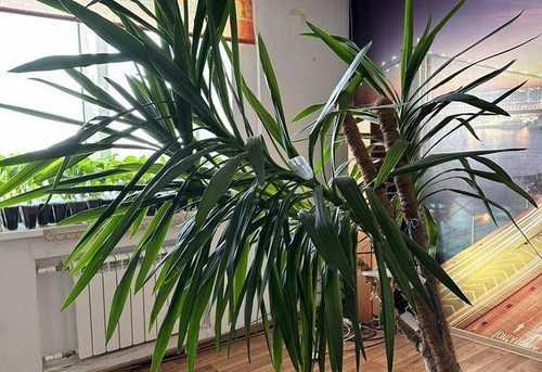 Растения пальма