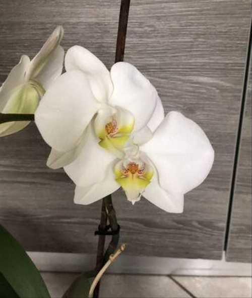 Орхидея фаленопсис белый королевский