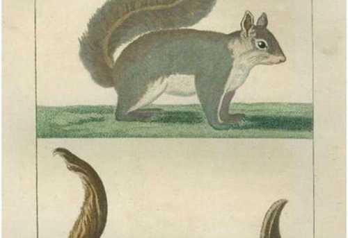 Антикварная гравюра 18 века животные