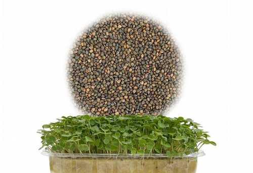 Семена Микрозелень от 50 грамм арт.0008