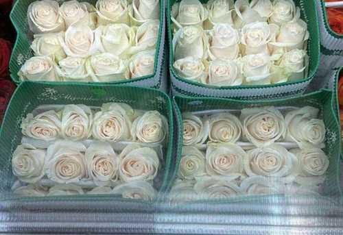 Розы эквадор с доставкой букеты
