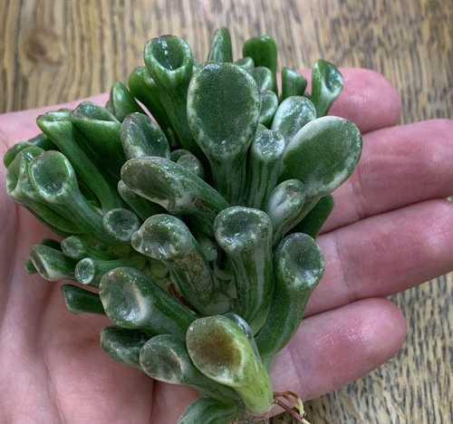 Крассула Crassula Gollum white variegatа