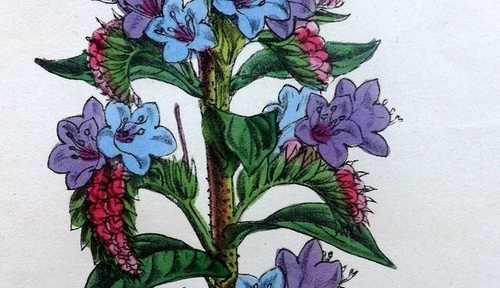 Антикварные Гравюры Ботаника Цветы Травы 1840
