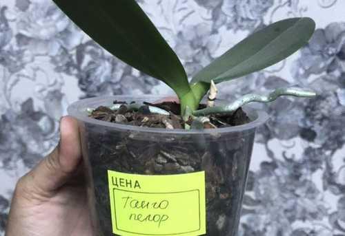 Орхидея фаленопсис пеньки