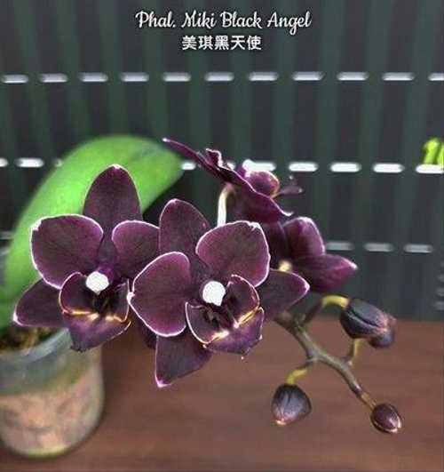 Орхидея фаленопсис Miki Black Angel