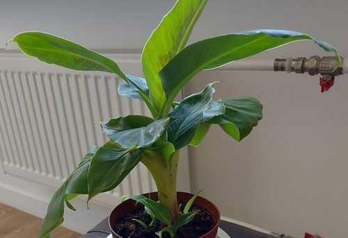 Комнатное растение - банан