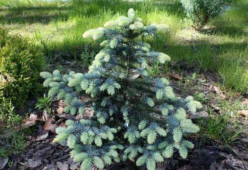 Ель колючая Picea pungens Bialobok (опт)