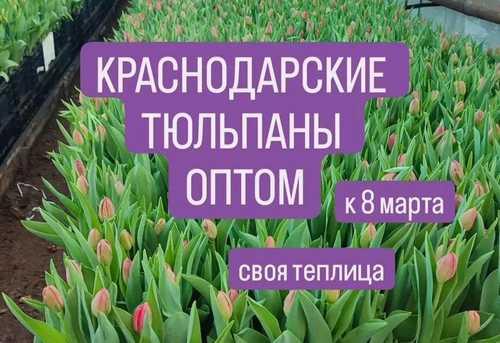 Тюльпаны оптом с доставкой, предзаказ к 8 марта