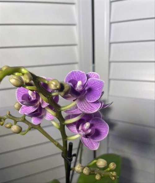 Орхидея фаленопсис Вайлет Квин