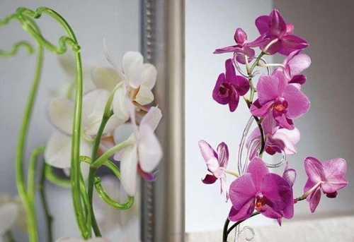 Держатель для цветов, орхидей