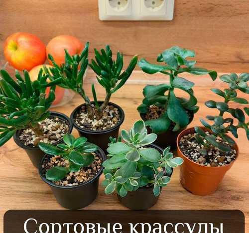 Крассулы сортовые