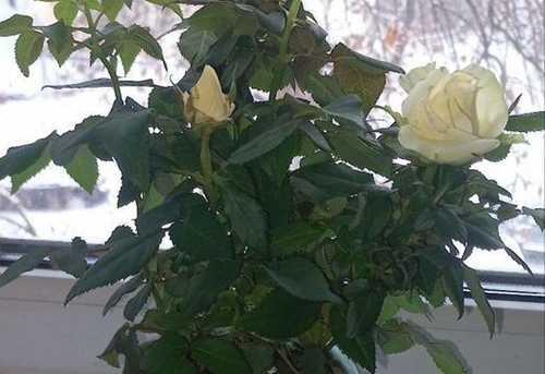 Белая роза комнатная