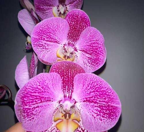 Орхидея фаленопсис тестовый сорт