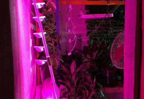 Фито светильник, свет для растений