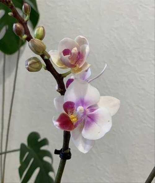 Орхидея Мультифлора