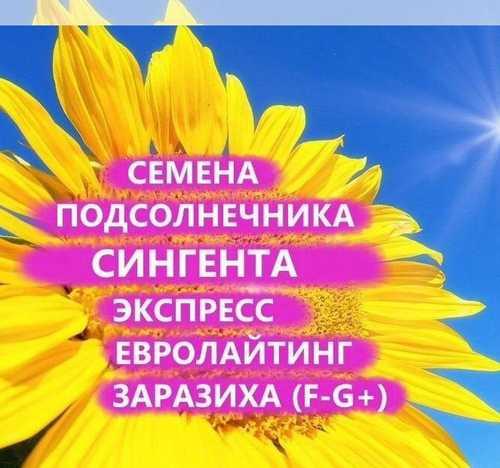 Семена подсолнечника Сингента, Уфа