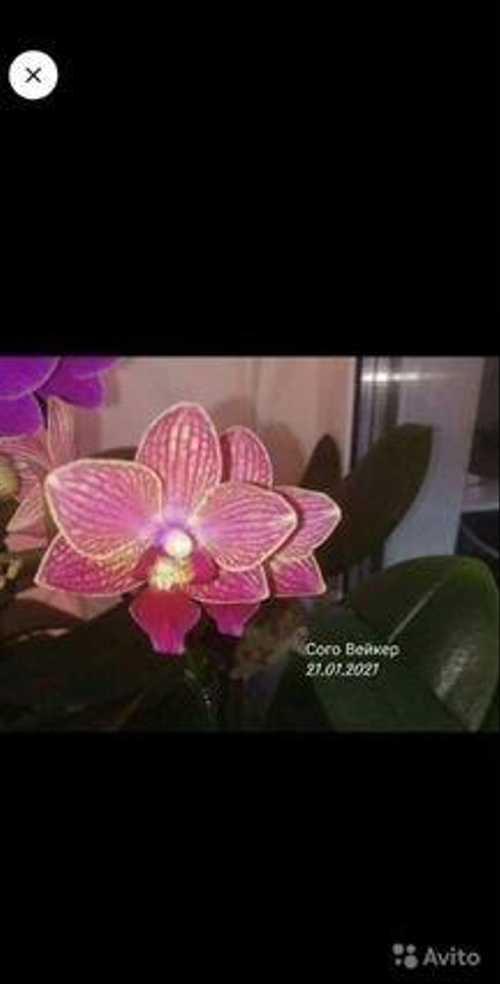 Орхидея фаленопсис сого вейкер мини