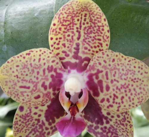 Орхидея фаленопсис Mituo Diamond