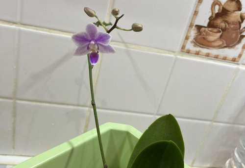 Орхидея мини (3 шт.)