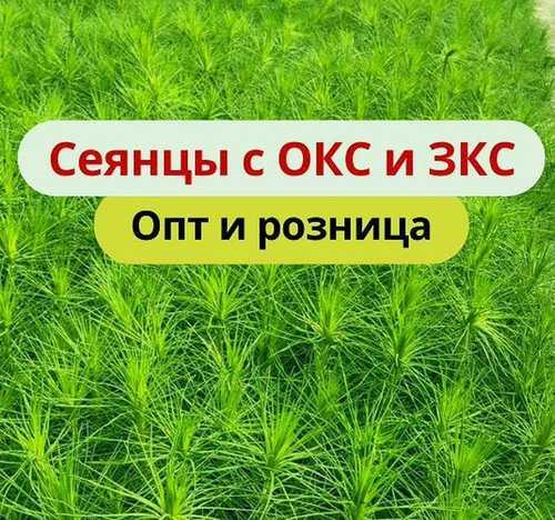 Саженцы сосны обыкновенной зкс