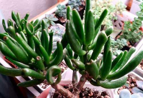 Крассула овата Хоббит(Crassula ovata Hobbit)