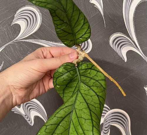 Hoya Meredithii Green / Хойя Мередит Грин