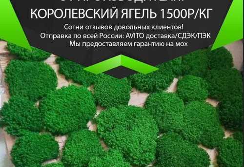 Стабилизированный мох для декора стен помещений