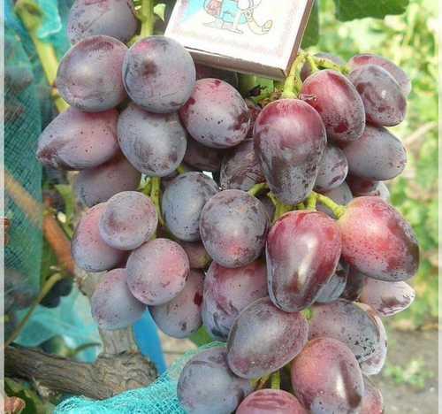 Саженцы винограда Красотка