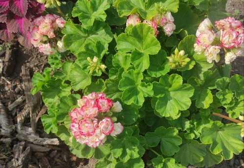 Пеларгония герань Apple Blossom Rosebud