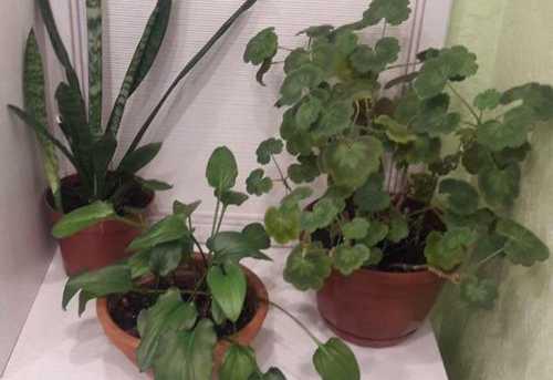 Растения:Замиокулькас, Бегония, Хатиора, Декабрист