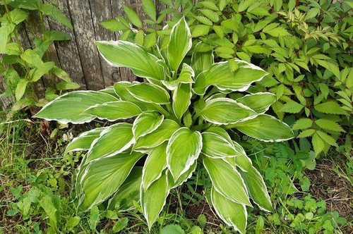 Хоста белоокаймленная (Hosta albomarginata)