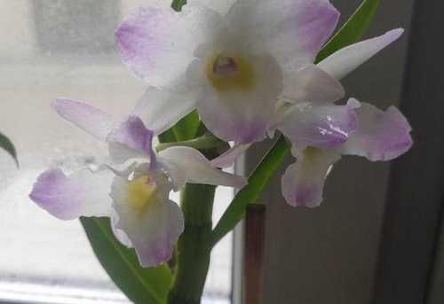 Дендробиум орхидея