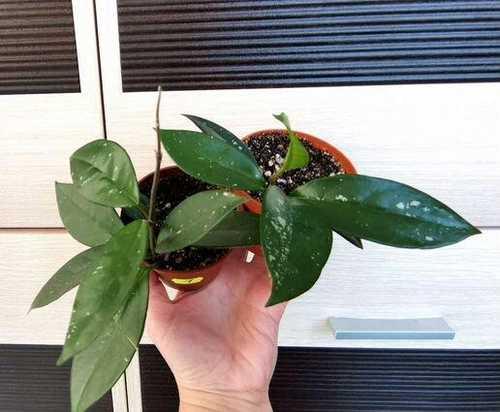 Хойя карноза (Hoya carnosa)