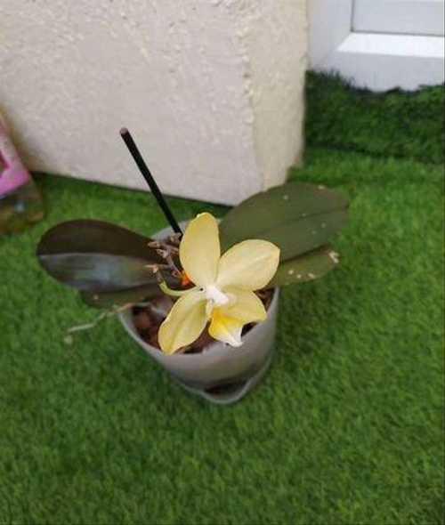 Орхидея фаленопсис жёлтая в горшке