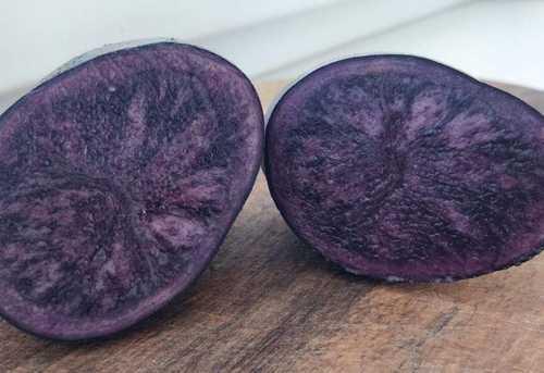 Картофель сортовой фиолетовый на еду и посадку